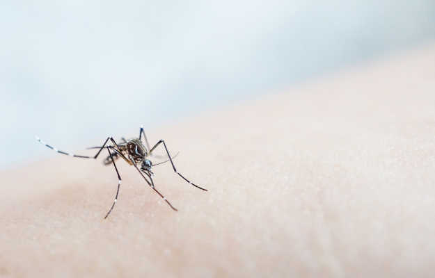 Dengue Platelet Count Normal Range 5762