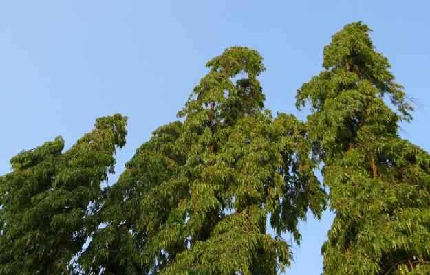 Ashoka tree: Uses, benefits, side effects and other information